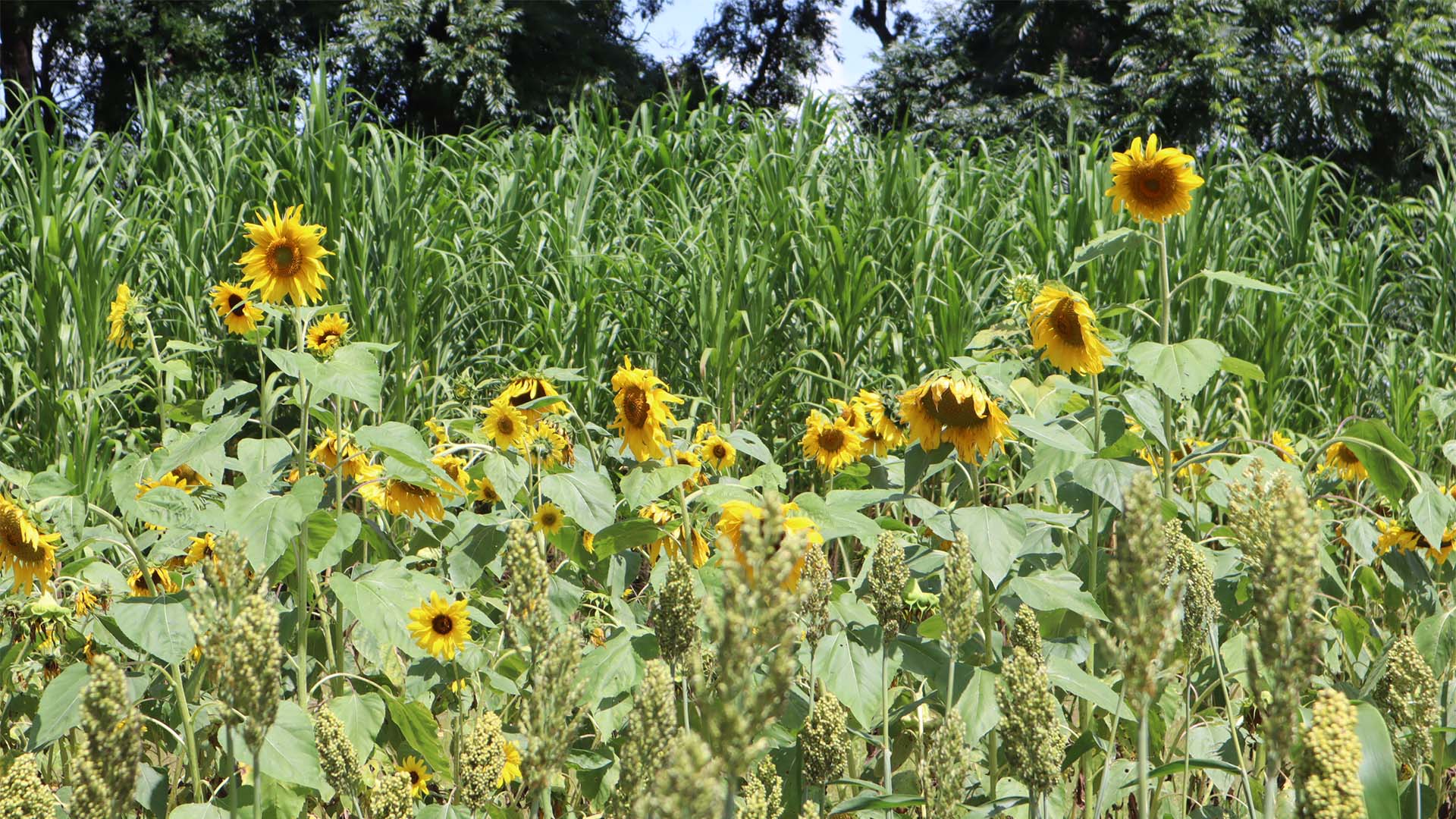 Agriculture Development | BIC Partnership Handbook